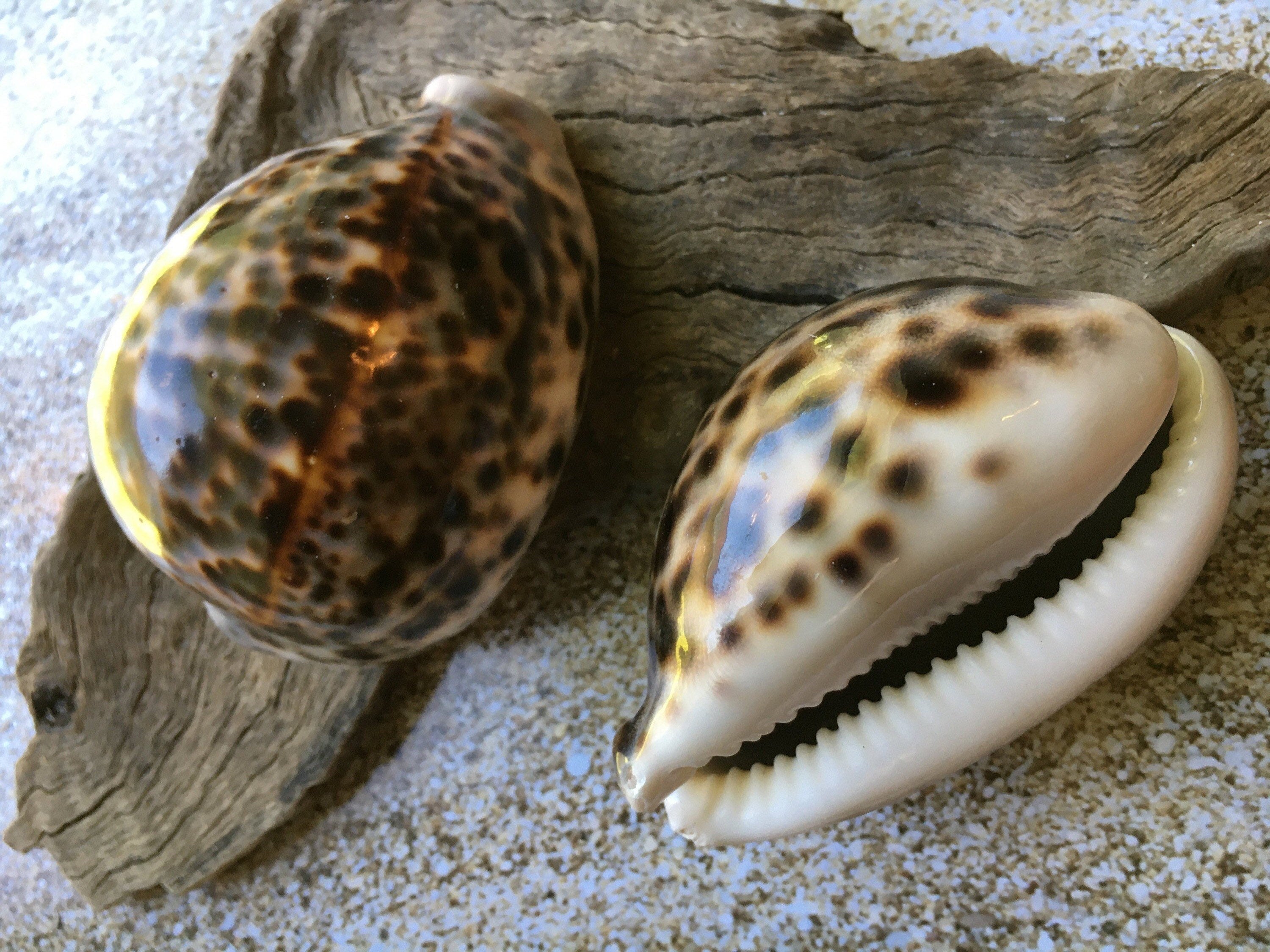 XL Tiger Cowrie Seashells (Cypraea Tigris) Wedding Decor-Seashells-Sea ...