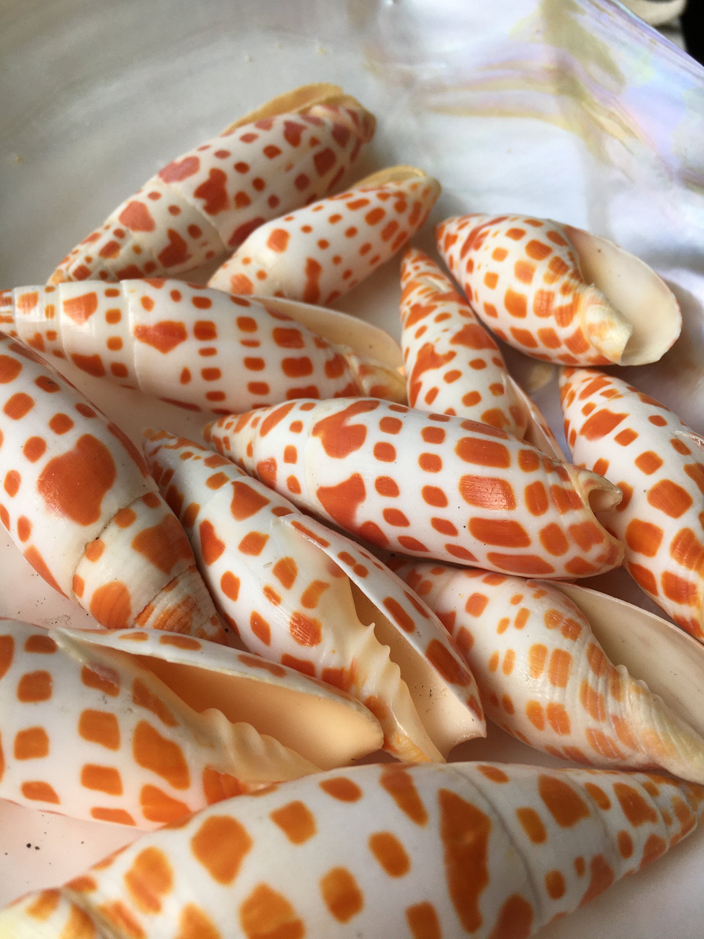 Mitra Mitra 2" - 3" Episcopal Miter Shells - Orange Shell - Wedding De ...