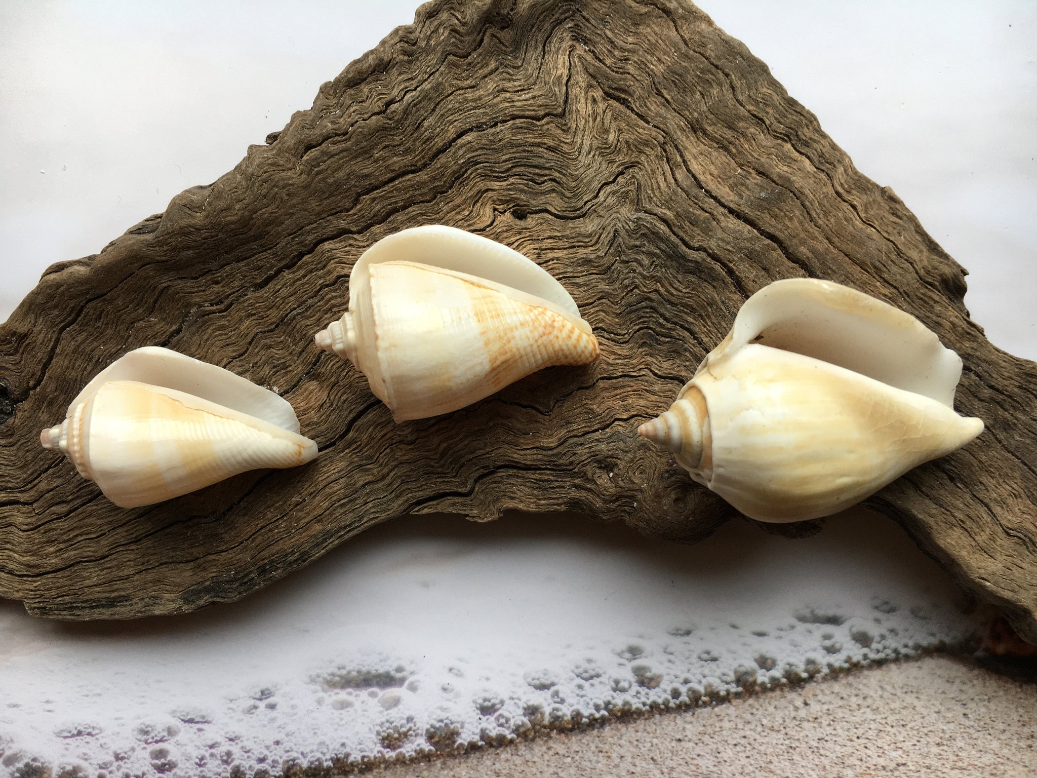 Dog Conch 1.5"-2" 1 Piece - Beach Wedding Decor - Seashells - Conch ...