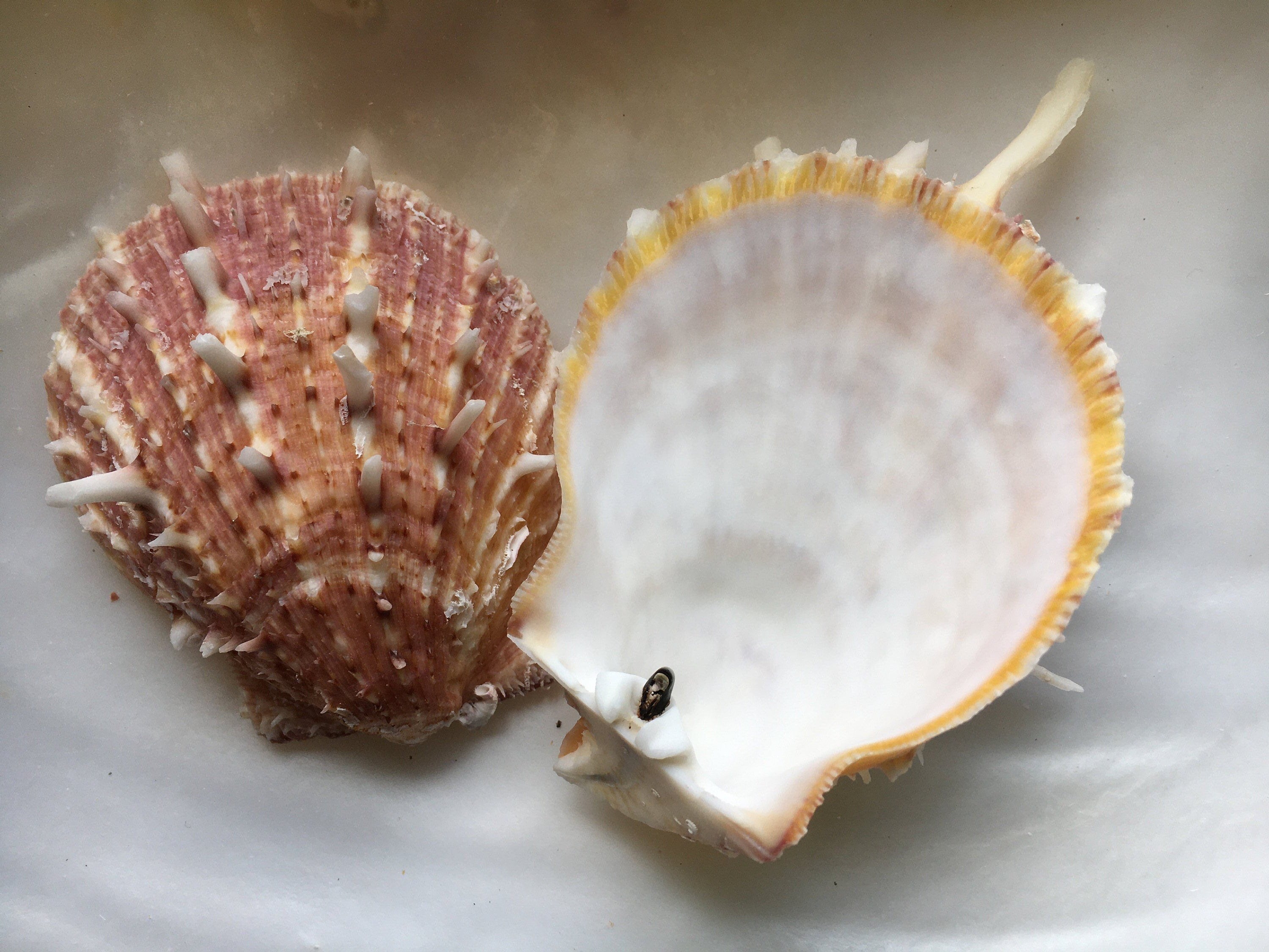 Spiny Oyster Pair assorted types 3" to 4" Sea Shell - Spondylus Oyster ...