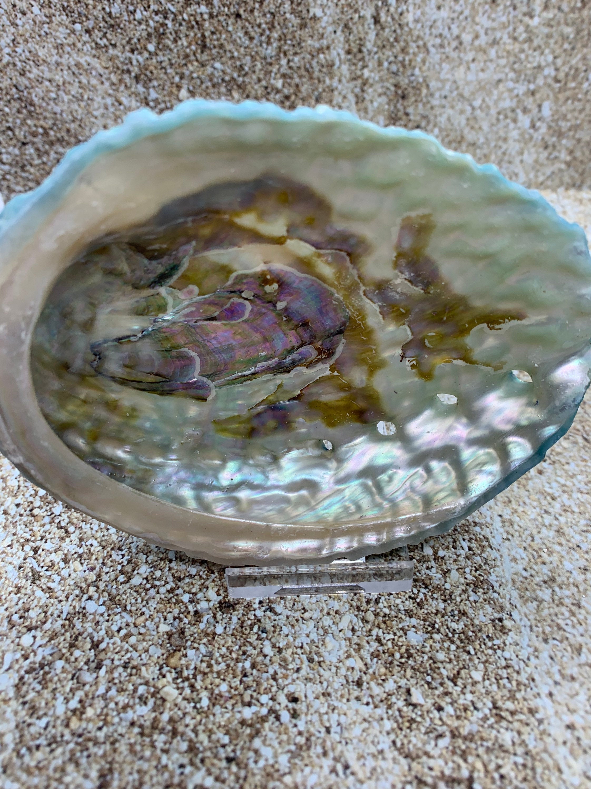 Plastic Easel - Stands for Sea Shells - Stand for Sand Dollars, Starfi ...