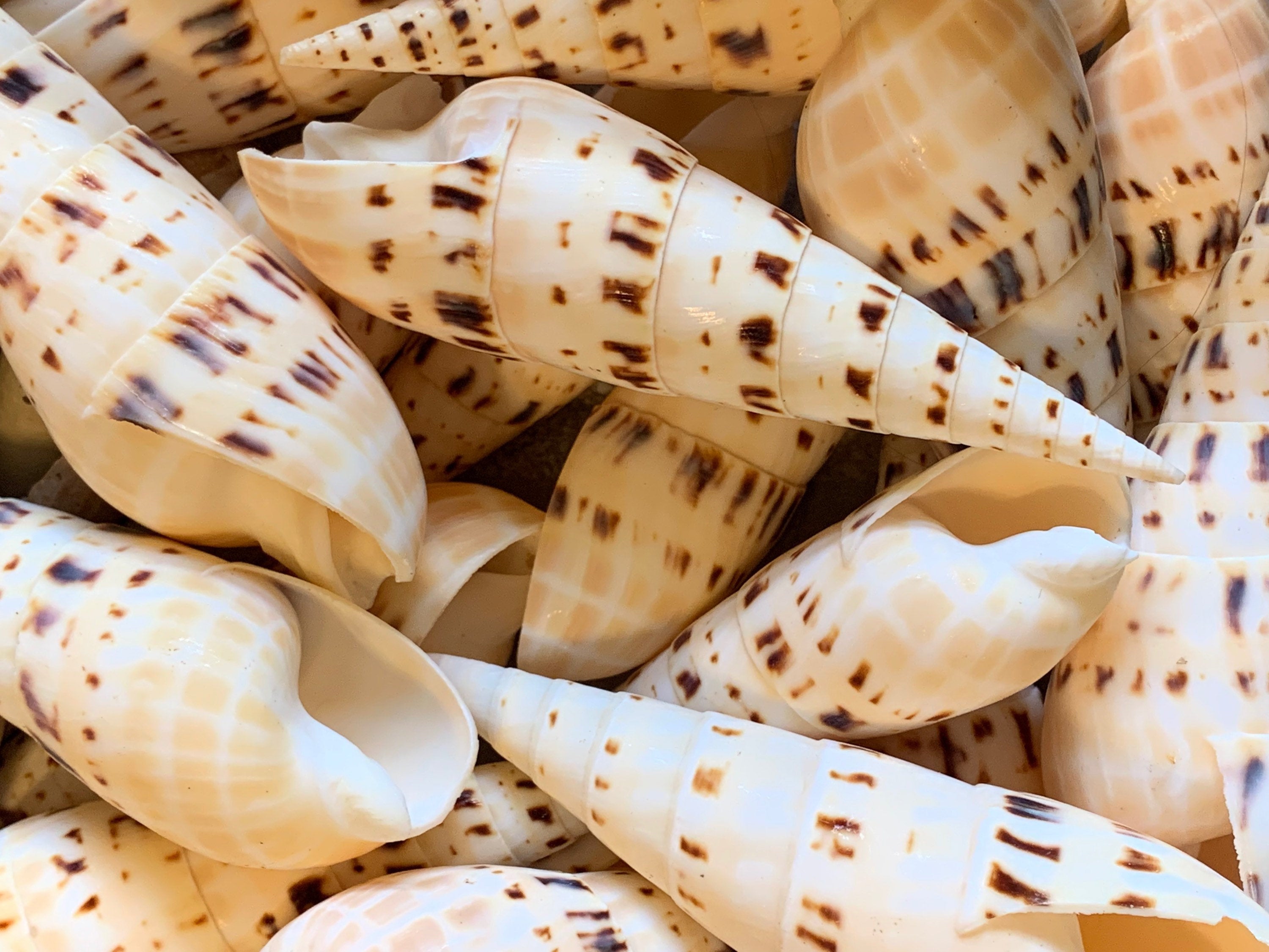 Terebra Maculata Marlinspike Shell, Sea Shell Crafts, Beach Cottage De ...